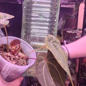 Reverted Plants - Etsy