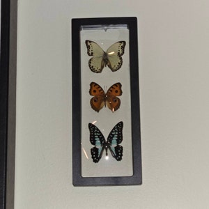 RANDOM Butterfly in a 3D Floating Frame Displaying Full Wing Beauty ...