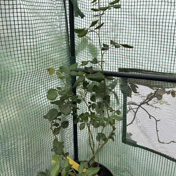 Rare Rosa【fancy Ruffle|ファンシー ラッフル 】-1gal+ Wave Bloom| Ownroot ...