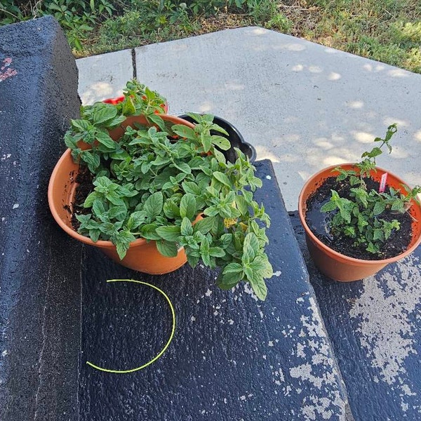 Basil, Everleaf Emerald Towers, Ocinum Basilicum, 50 Organic Seeds ...