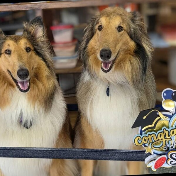 2025 Graduation Cards Box, Customized Envelopes Container, Graduation ...