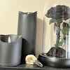 Jackdaw Crow Skull Wings Tail Feet Real Natural Carrion Rook Feathers ...