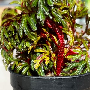 Selaginella Erythropus Sanguinea Red Ruby Club Moss Live Terrarium ...