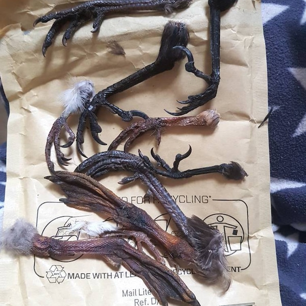 Ten Assorted Wild Bird Feet for Art and Craft Projects - Etsy