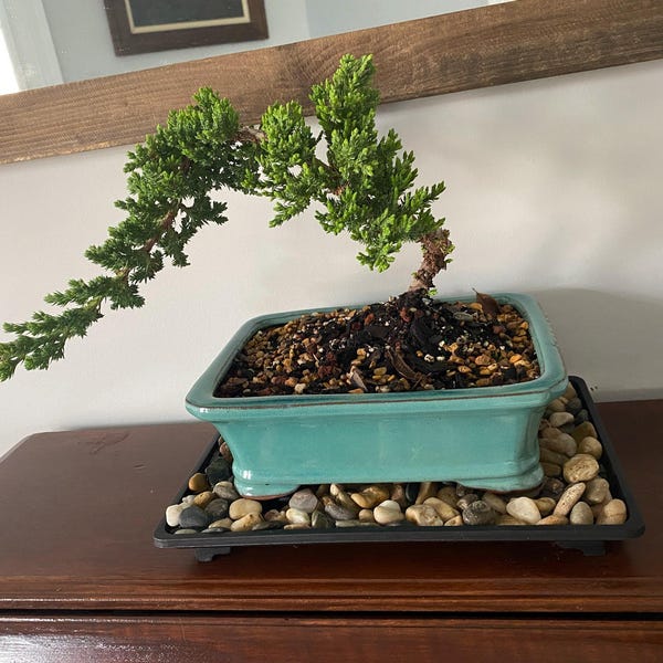 Variegated Dwarf Baby Jade Bonsai Tree. Easy to Care For. Lousbonsai - Etsy