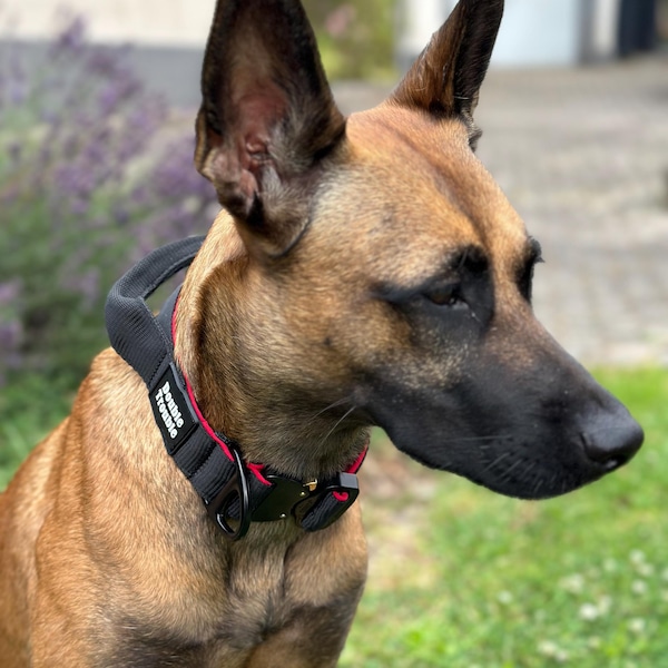 Custom K9 Dog Collar: Cobra Buckle, Personalized, Handmade - Etsy