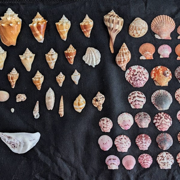 25+ Scallop Sea Shells, Florida Scallops, Sanibel Scallop Shells ...
