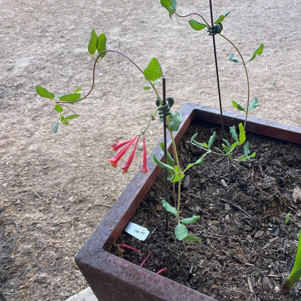 Santiam Red Gala Apple Tree on M7, Bare Root, Excellent Disease ...