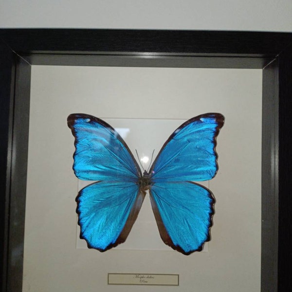 Mounted Fox (trophy) - Etsy