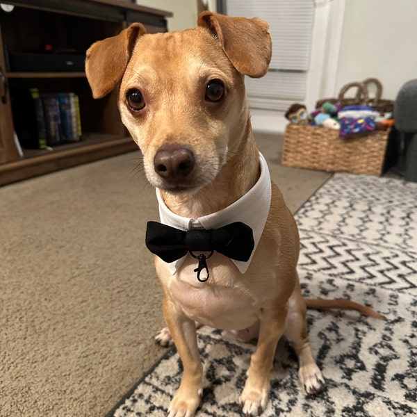 Dog Ring Bearer Bow Tie Dog Collar, Dog Tuxedo Collar, Dog Bowtie, Dog ...