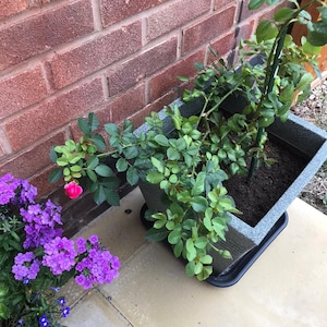 Ruby Wedding Rose 40th Wedding Anniversary Gift Help Celebrate a ...