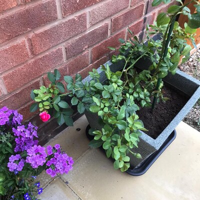 Ruby Wedding Rose 40th Wedding Anniversary Gift Help Celebrate a ...