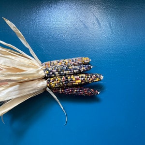 Mini Indian Corn, 5 to 6 Length, 10, 15, 30 and 40 Count, FREE SHIPPING ...