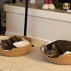 Cat Scratching Post With Recycled Cardboard Inserts - Adjustable ...