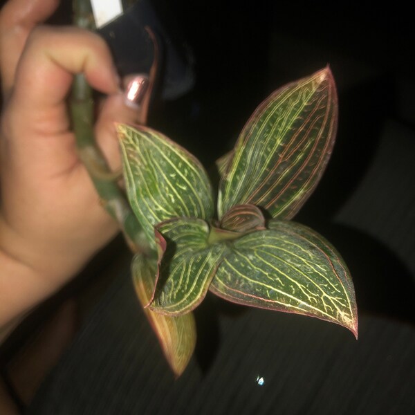 Large Size Jewel Orchid, Ludochilus 'sea Turtle', Live House Plant ...
