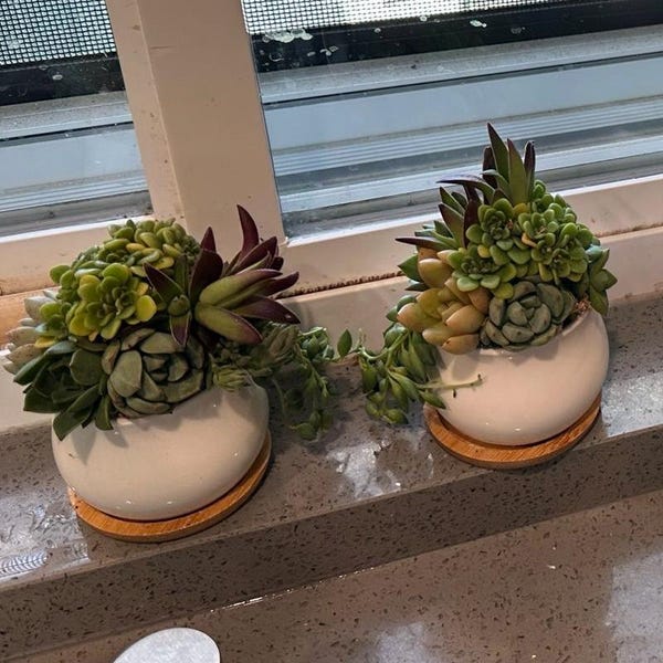 Cement Cube Succulent Arrangement Planter: Modern Living Succulent Gift ...
