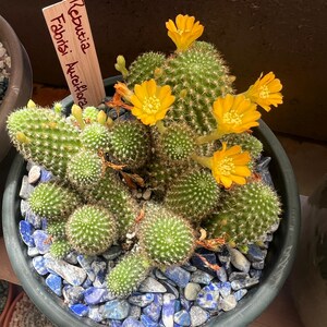 Rebutia Muscula Touchable Cactus in 6 Inch Pot E 250 - Etsy