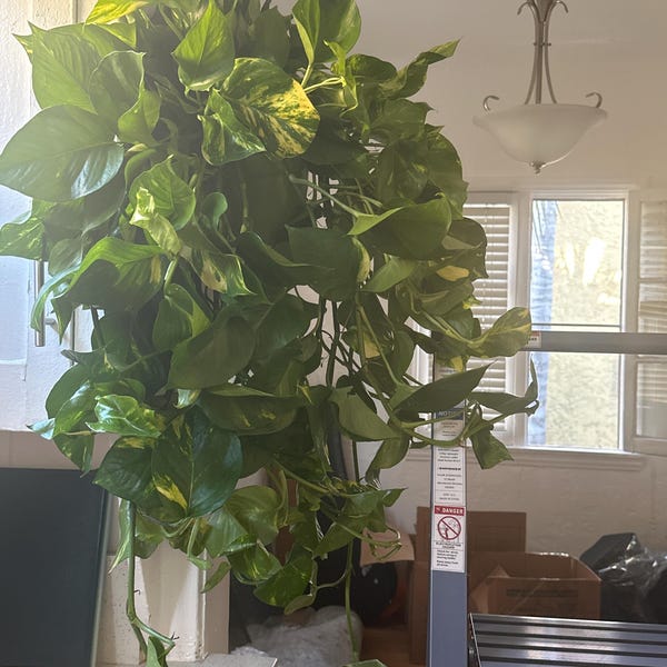 Large Devils Ivy ,golden Pothos 6inch (green Pot) Super Full Tropical ...