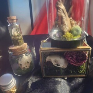 Real Rattlesnake Snake Rattle & Sand in 2 Vial Cork Top 10ml Bottle for ...