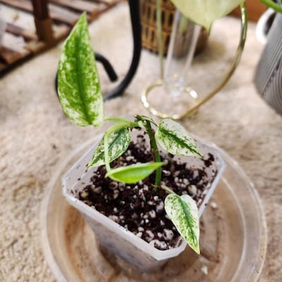 Cebu Blue Ghost Variegated Epipremnum Pinnatum Rooted Starter Plant - Etsy