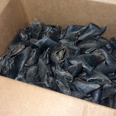 10 Deer Distal Phalanx Bones Phalanges Knuckle Bones - Etsy