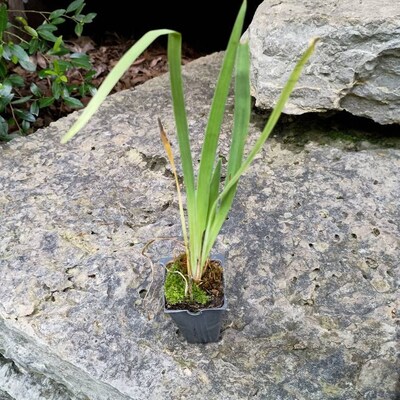 Carex Lurida Shallow Sedge Bareroot Wetland Restoration Live Plant ...