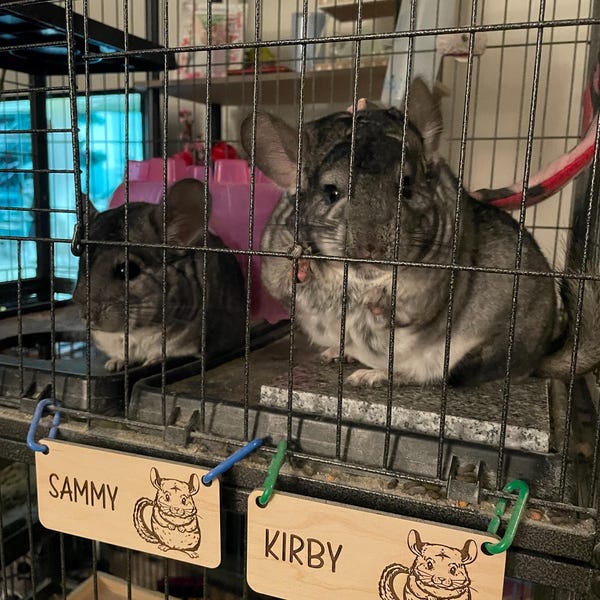 Axolotl Name Sign, Axolotl Tank Decor, Axolotl Tank Accessories ...