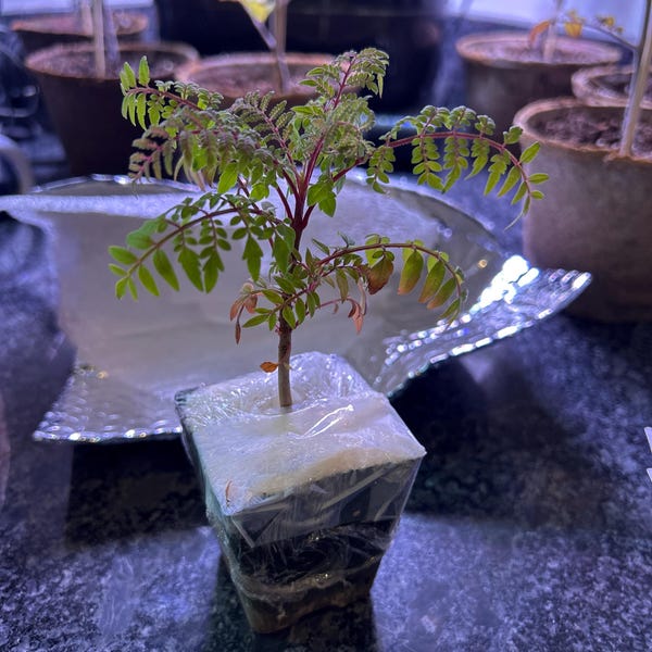 Starter Podocarpus Macrophyllus Maki Tree Outdoor Plant Landscape Live ...