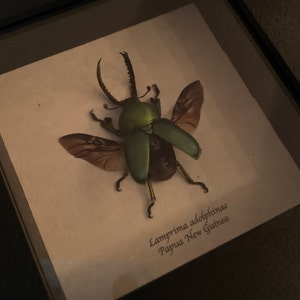 Rare Pink Form Gaudy Commodore Butterfly Framed Taxidermy Precis ...