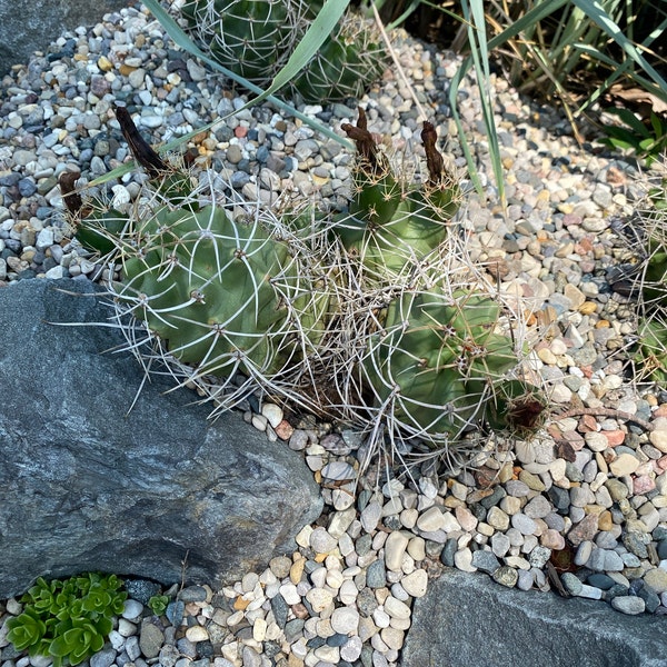 Cold Hardy Ice Plant, Yellow Flowering - Etsy