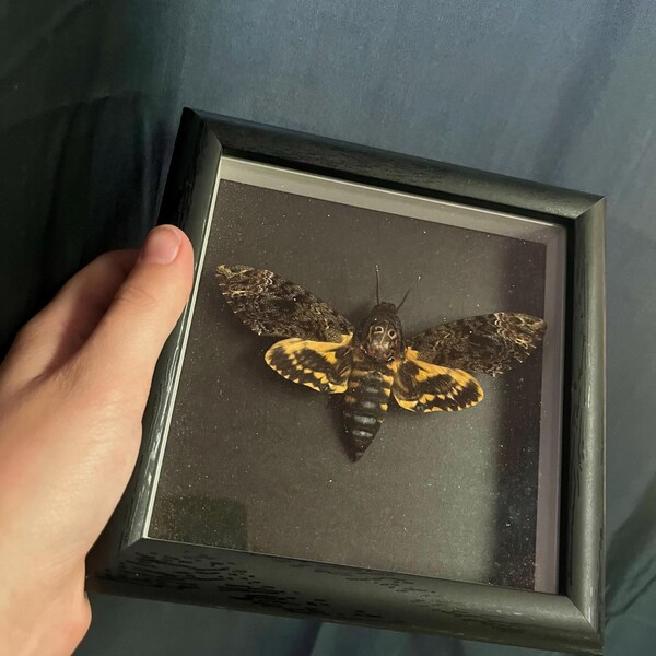 Butterfly Specimens, Phase Frame Handmade Wings Spread Collection ...