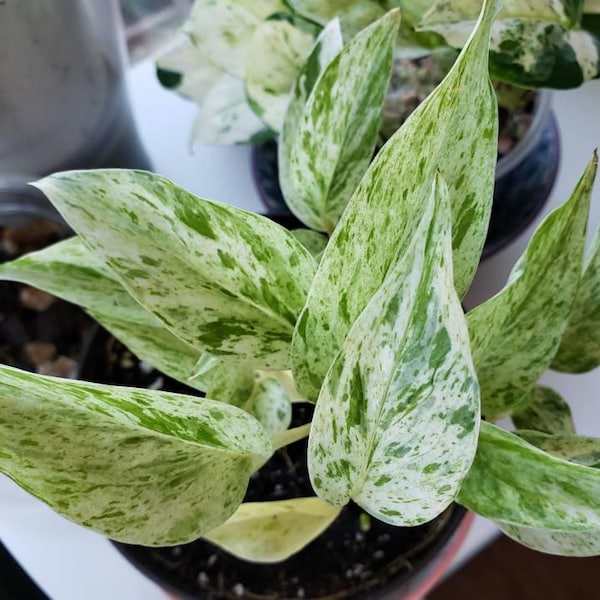 Variegated Maranta Prayer Plants, Beauty Kim Variegated, High ...