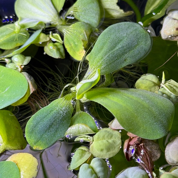 Dwarf Water Lettuce Live Aquarium Floating Plant - Etsy