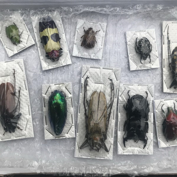Pack of 5, 10, 25, 100 Assorted Beetles A1 | Unmounted Insect Specimens ...