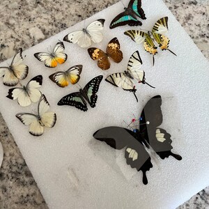 Butterfly Mounting Kit for Beginners, With Real Butterflies and Tools ...