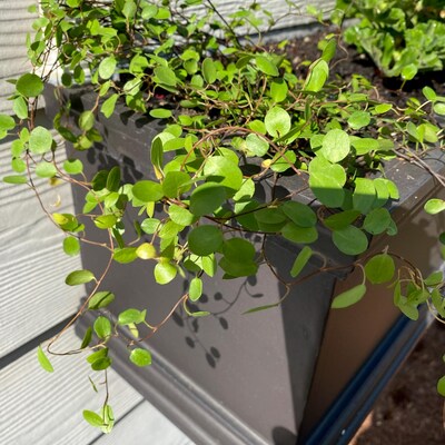 Swedish Ivy 6 Inch Pot - Etsy