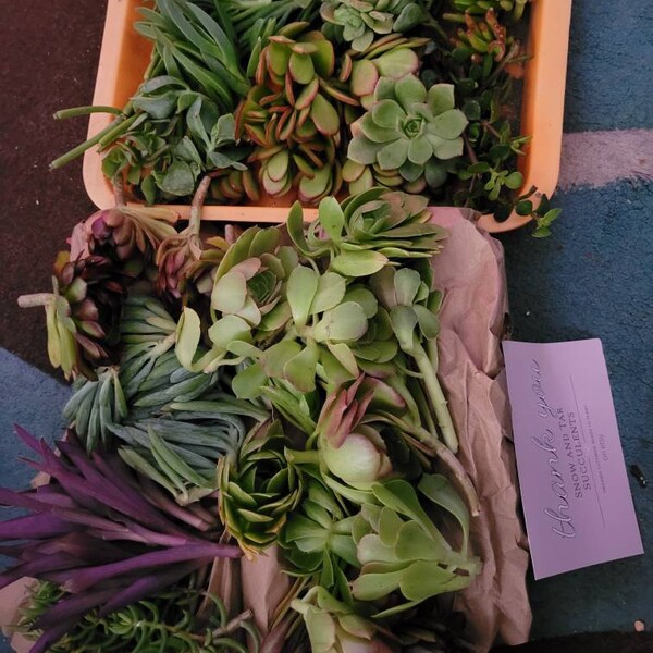 100+ Succulent Plant Cuttings Easy to Grow With How to Propagate ...