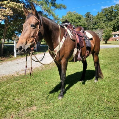 Yacht Rope Sport Mecate Reins W Poppers Use With Slobber Straps Snaffle ...