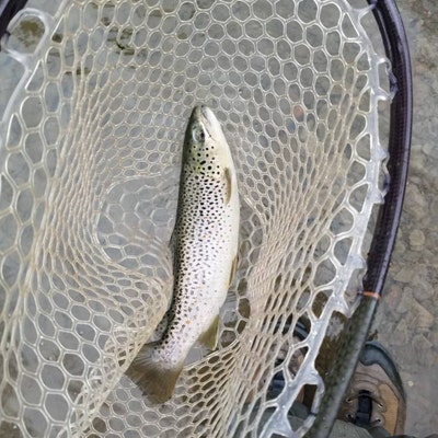 3-pack Tactical Gasolina Perdigon Jigged Tungsten Bead Head Nymph Fly ...