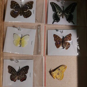 5-100PCS Real Butterfly Specimen Taxidermy Insect Butterflies Decor ...