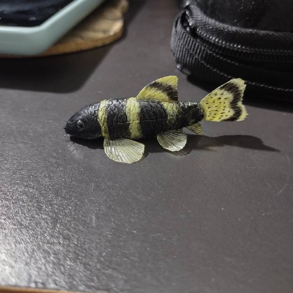 Fake Snail Aquarium - Etsy