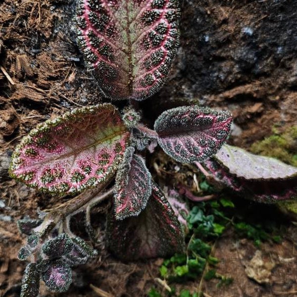 Episcia Pink Acajou Starter Plant Flame Violet Terrarium Culture - Etsy