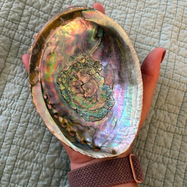Abalone Shells: Choose Size 2 - 7" Mini & JUMBO Abalone Shells (holds ...