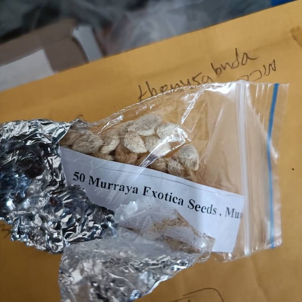 50 Murraya Exotica Seeds , Murraya Paniculata Seeds , Orange Jasmine ...