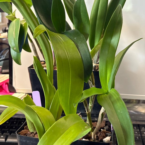 Orchid Plant LIVE Rlc. Amazing Thailand 'rainbow' Rare BLOOMING SIZE ...