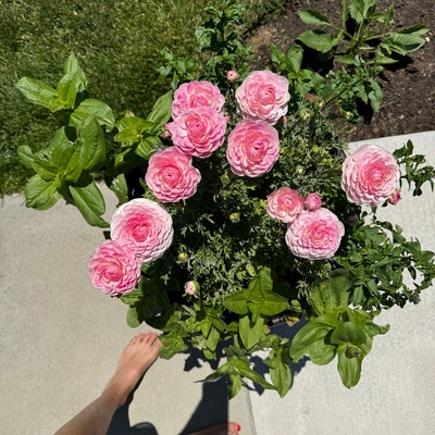 Butterfly Ranunculus Hades Corm Bulb - Etsy