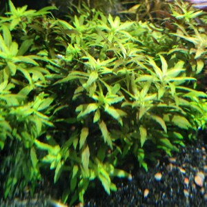 Fully RED Plants With Pogostemon Helferi Downoi Freshwater - Etsy
