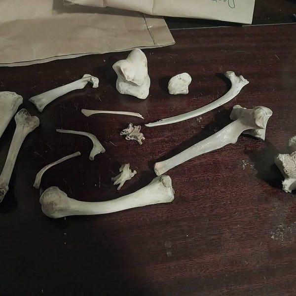 Small Bone Mystery Box - Etsy