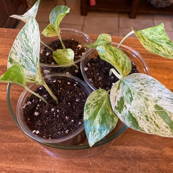 Snow Queen Pothos Single Starter Plant in a 1.5" Pot - Epipremnum ...