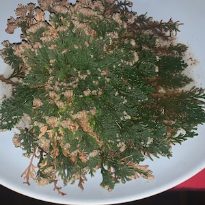 Jericho Flower, Rose of Jericho, Love, Pagan Wiccan, Magic, Power ...